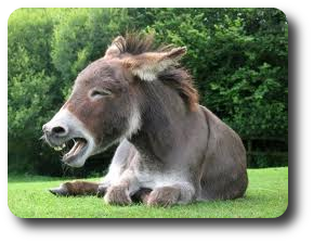 Un animal embouché | SunOf.net :-: Le blog