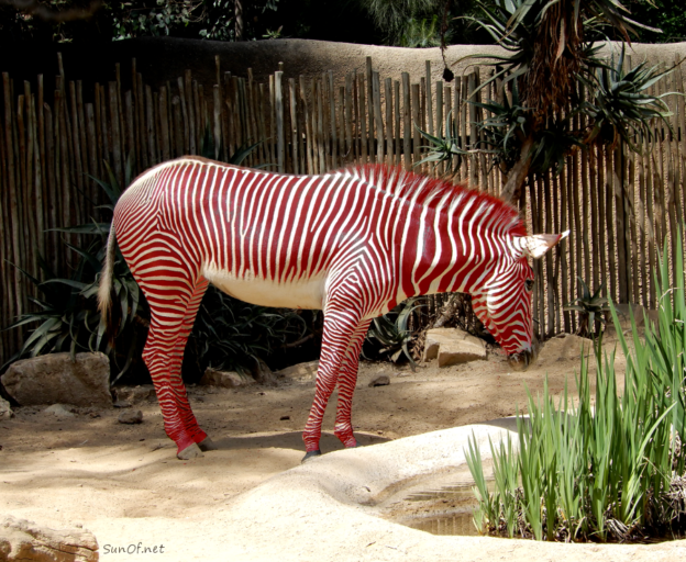 Le zèbre rouge | SunOf.net :-: Le blog